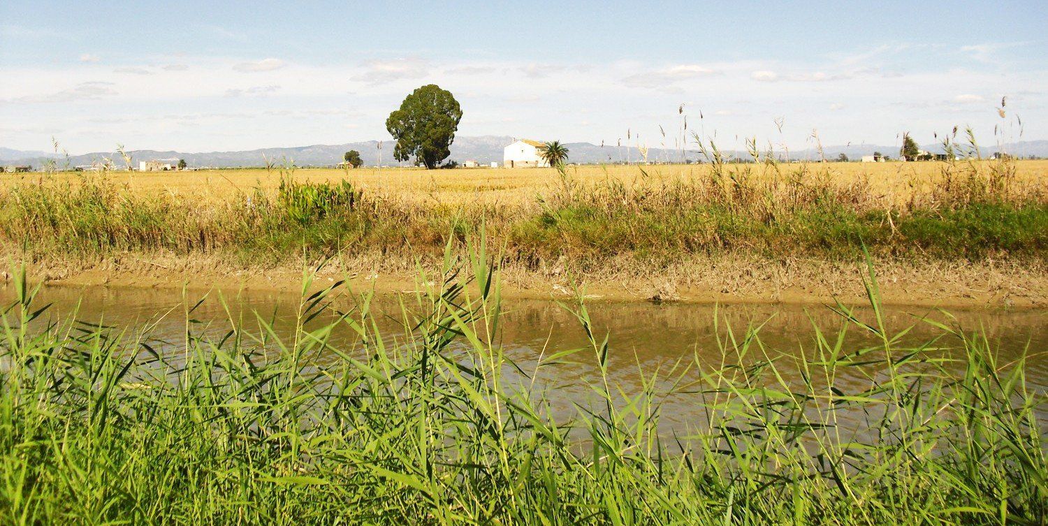 Visitas Guiadas Delta del Ebro - Tours y Actividades - GuiasTravel
